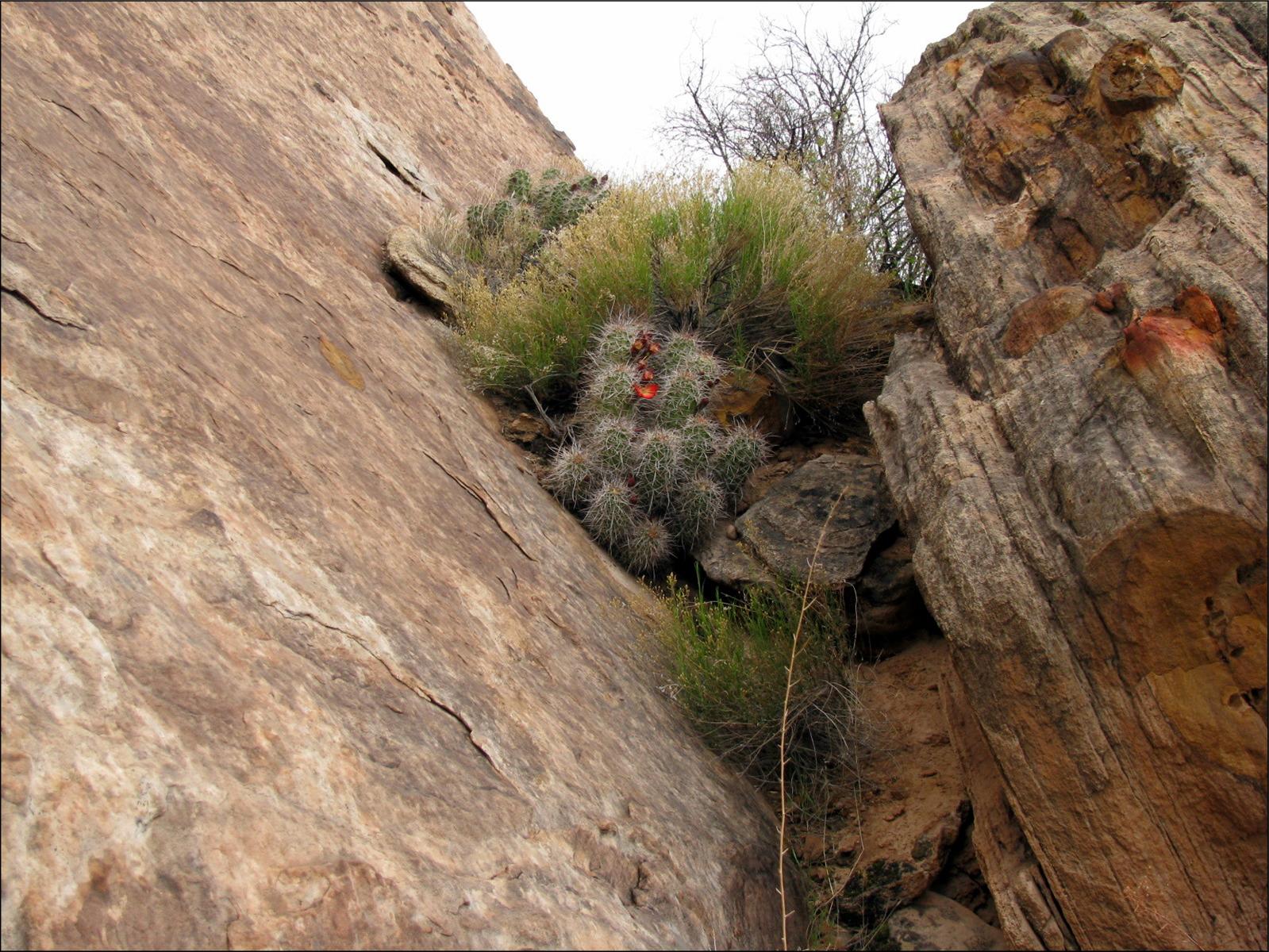 Canyonlands Green River Canoe Trip 2009: Anderson Bottom Hike