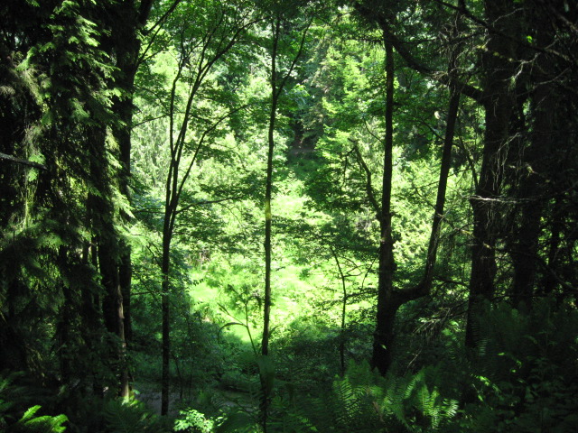 Drawing with Nature: June 2011: Ravenna Park Ravine drawings, Seattle ...