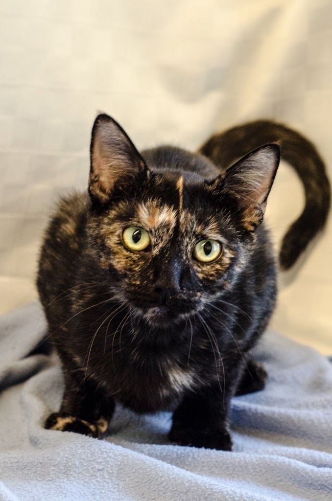 Progressive Charlestown: Kitty of the week