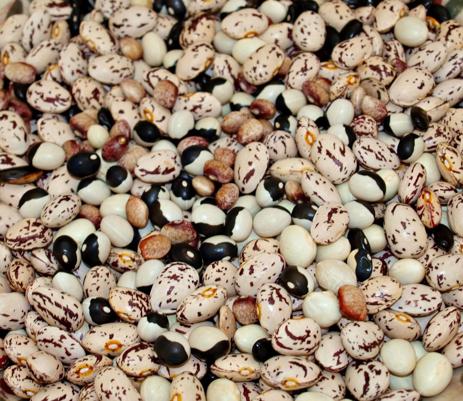 Mark's Veg Plot: More on shelling-beans