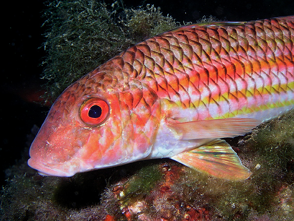 Cuaderno Gastronómico: EL SALMONETE