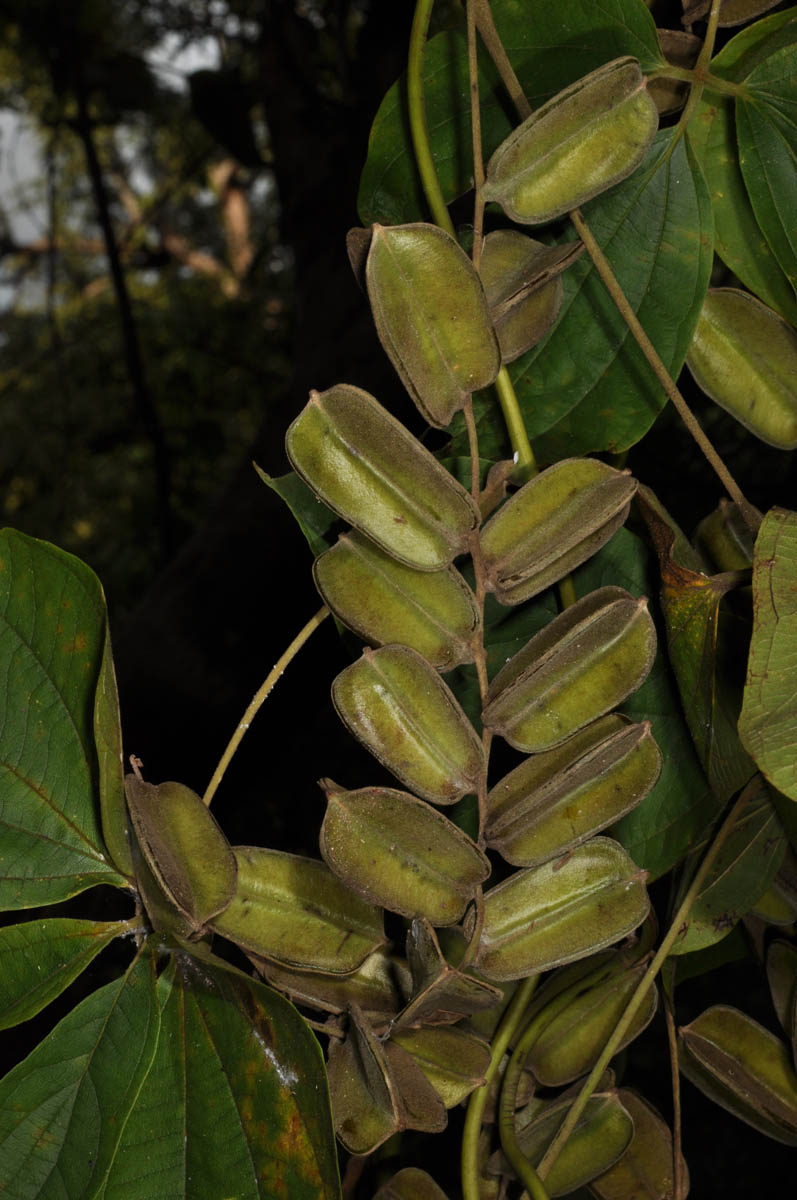 Dioscoreaceae: family of flowering plants having great economic, food ...
