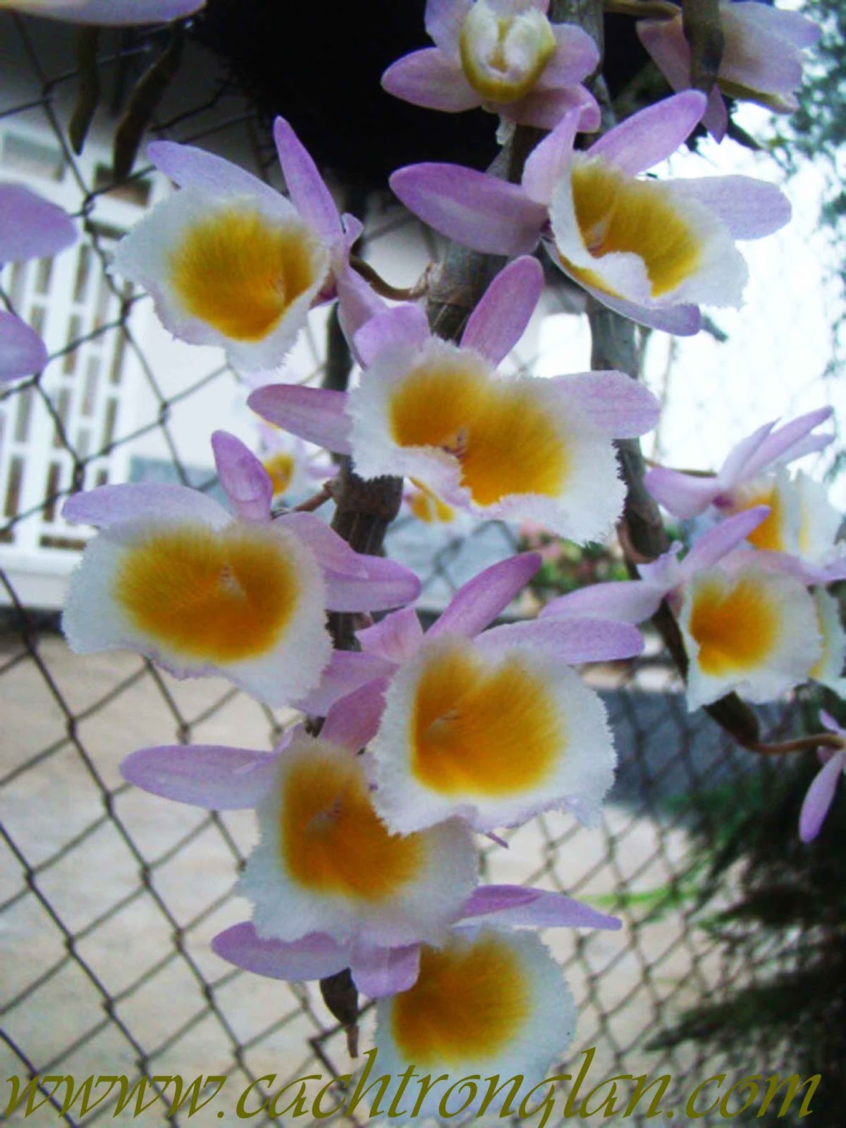 Hướng dẫn: kỹ thuật trồng lan long tu - Cách Trồng Lan