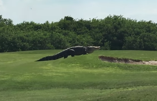 Massive Gator Caught on Camera! ~ The Crypto Crew