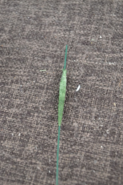 Our House in the Middle of Our Street: Atlas Roses