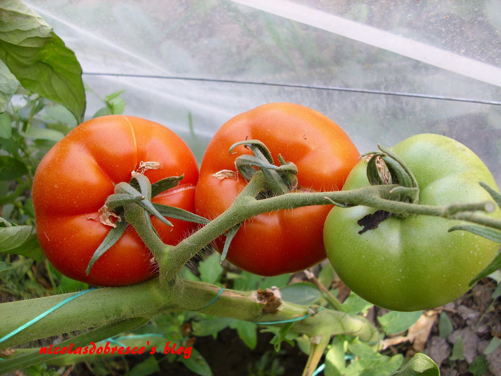 __ Nicolas _le_ jardinier __: Foto macro...Tomate Prekos F 1 ( 8 ...