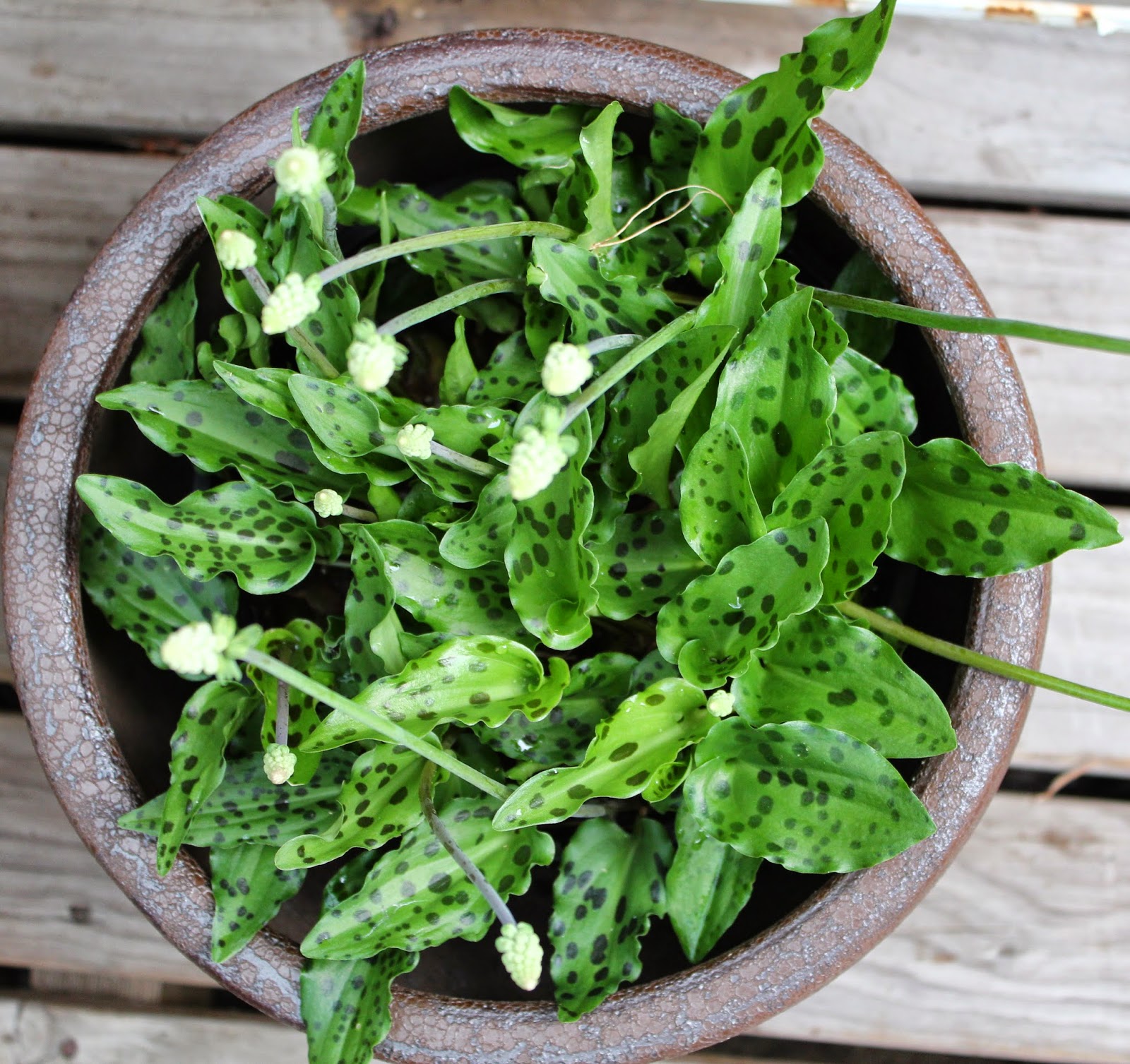 Florez Nursery: Ledebouria petiolata