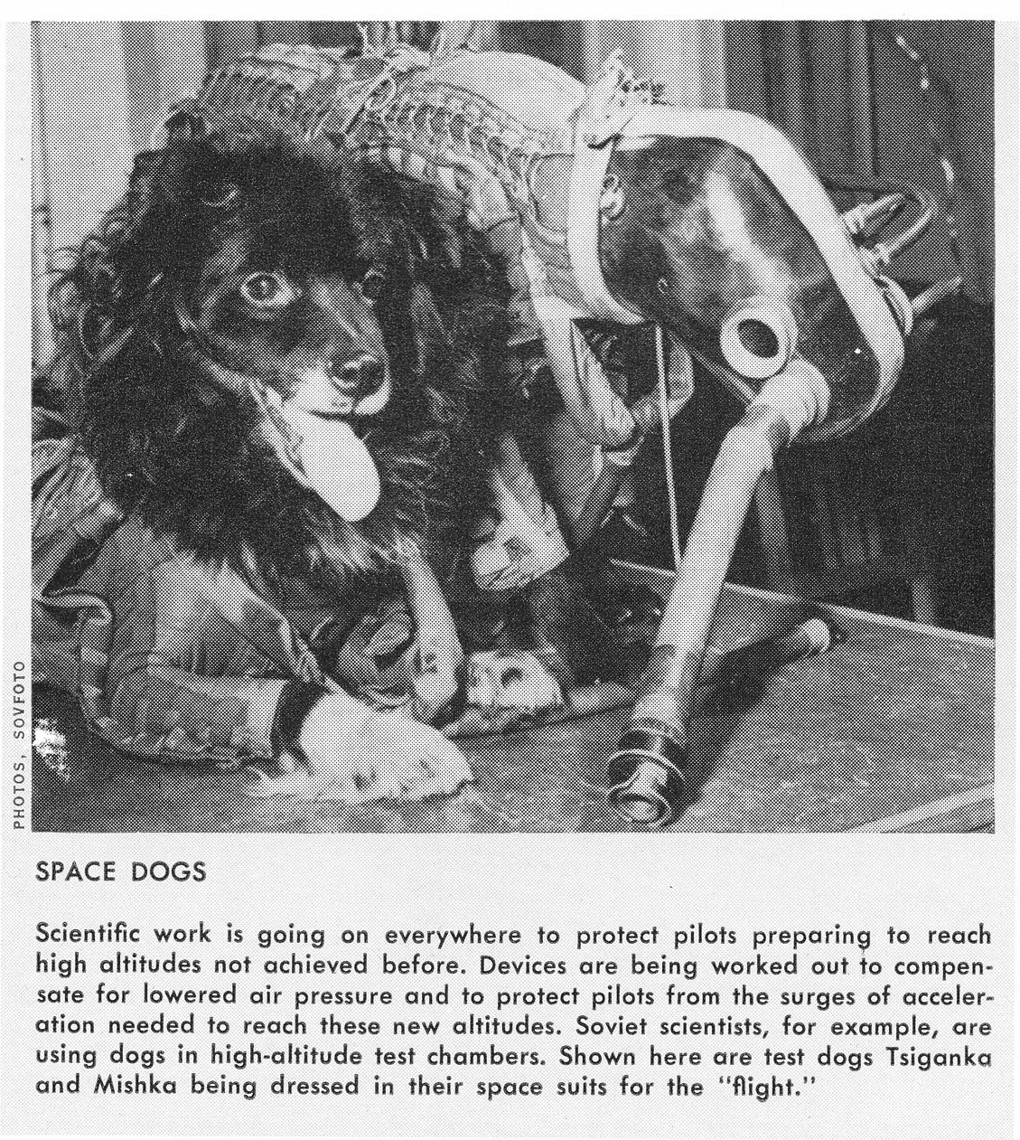 Progress is fine, but it's gone on for too long.: Soviet space dogs