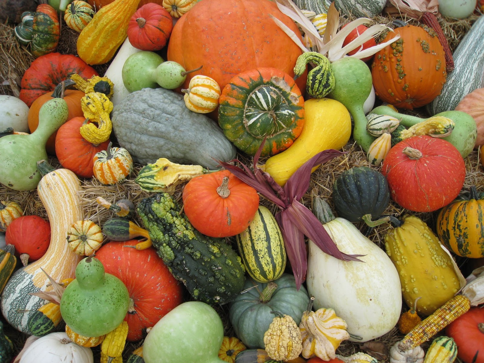 Moments of Delight...Anne Reeves: Have a Gourd: Easy Fall Arrangements
