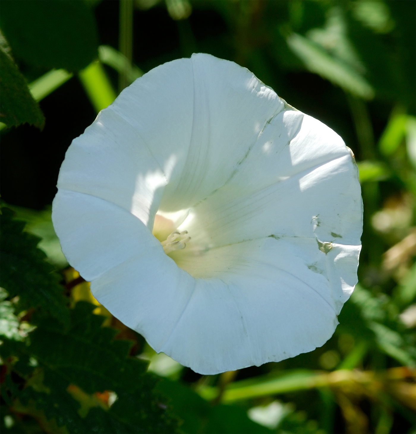 Scottish Wildlife Blog