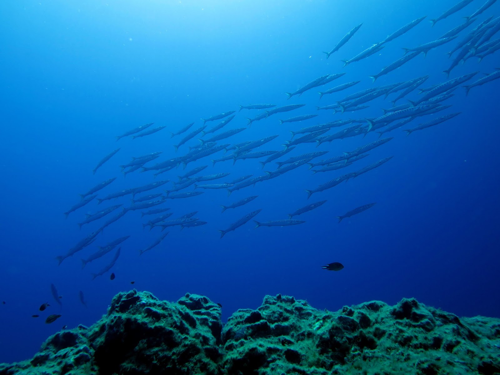 Ilhéus das Formigas, destino de excelência para o mergulho.