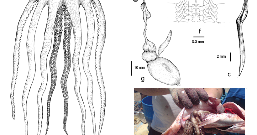 Species New to Science: [Cephalopoda • 2019] Lepidoctopus joaquini • A ...