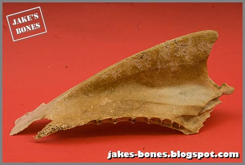 Why swan sternums are strange bones : Jake's Bones