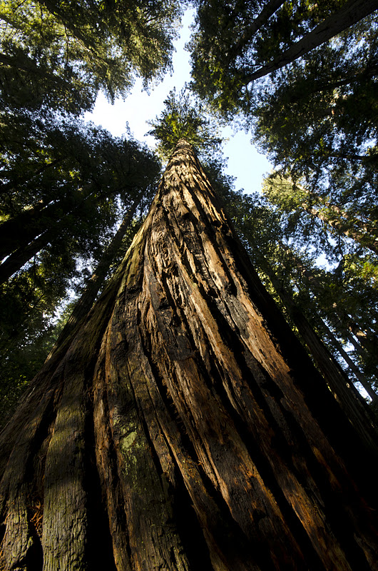 moss images: Northern California Trees