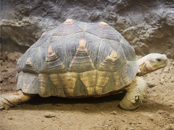 Ploughshare Tortoise (Angonoka)