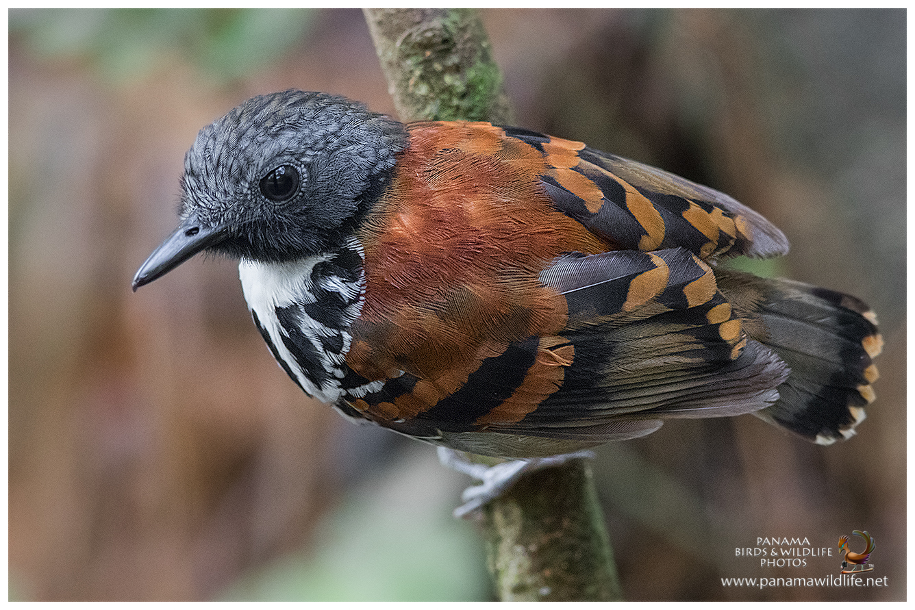 Panama Birds and Wildlife Photos' Blog grows