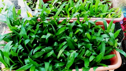 Tanam Rumput Beijing | Rumput Siti Khadijah