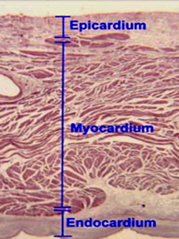 Nyeri Dada - Catatan Sugasetya