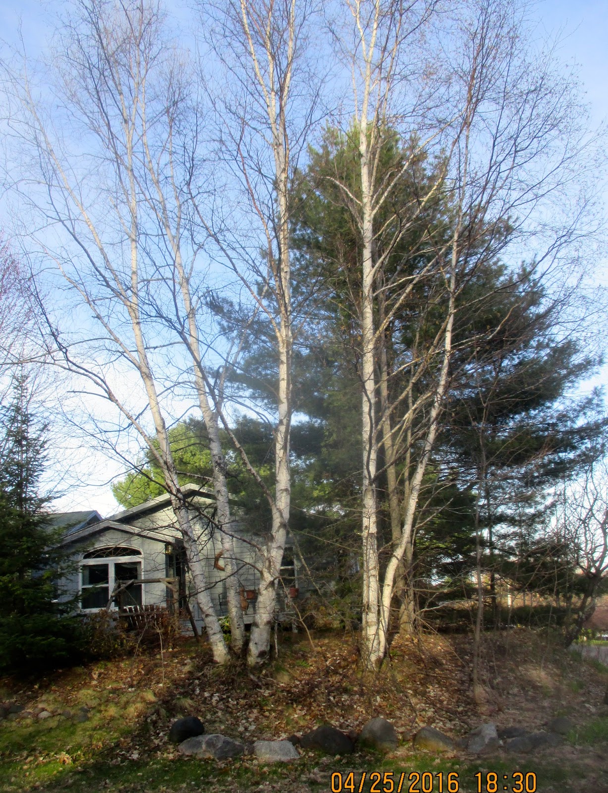 Art's Bayfield Almanac: PAPER BIRCH AND BLUE SPRUCE