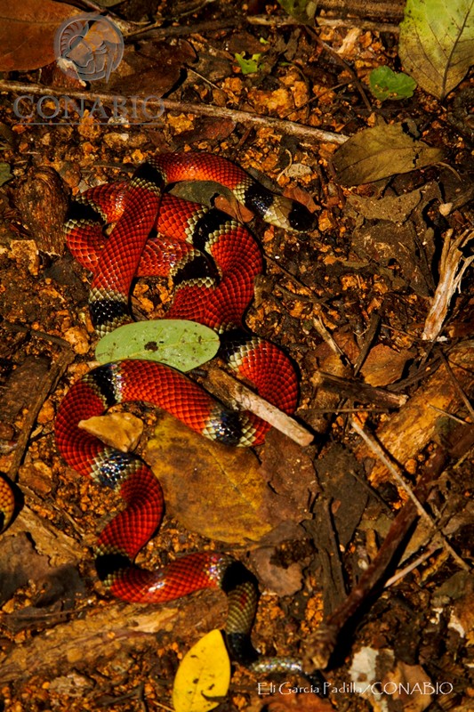 Serpiente Coralillo del Occidente Mexicano: Serpiente Coralillo del ...