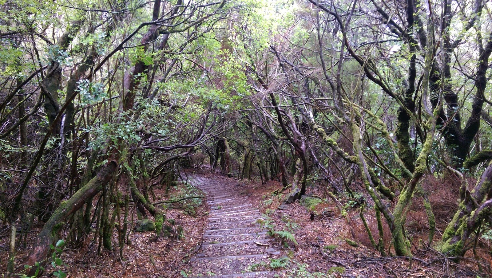 Madeira - Teil 7 - PR14: Levada dos Cedros