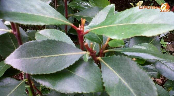 SEKILAS INFO TENTANG TANAMAN KHAT | Tips Petani