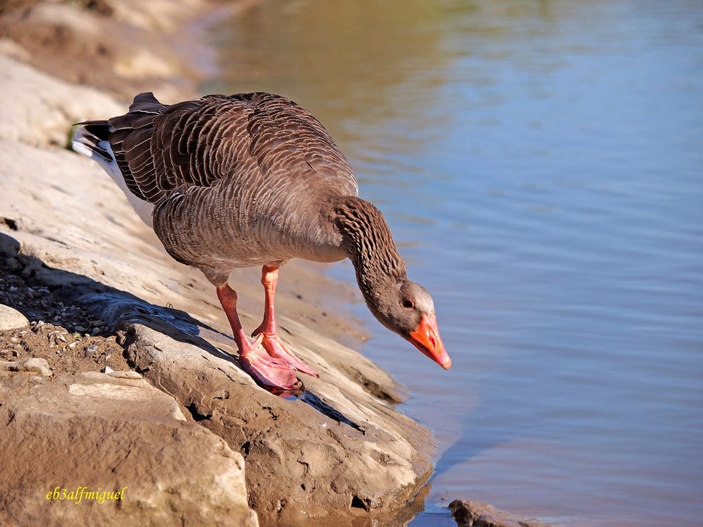 Miguel fotografia: De Oca a Oca