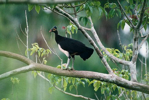 EKOGEO: MALEO : BURUNG ENDEMIK SULAWESI