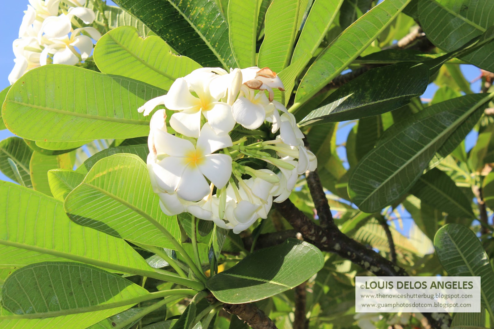 The Novice Shutterbug: Model: Fire tree and other trees