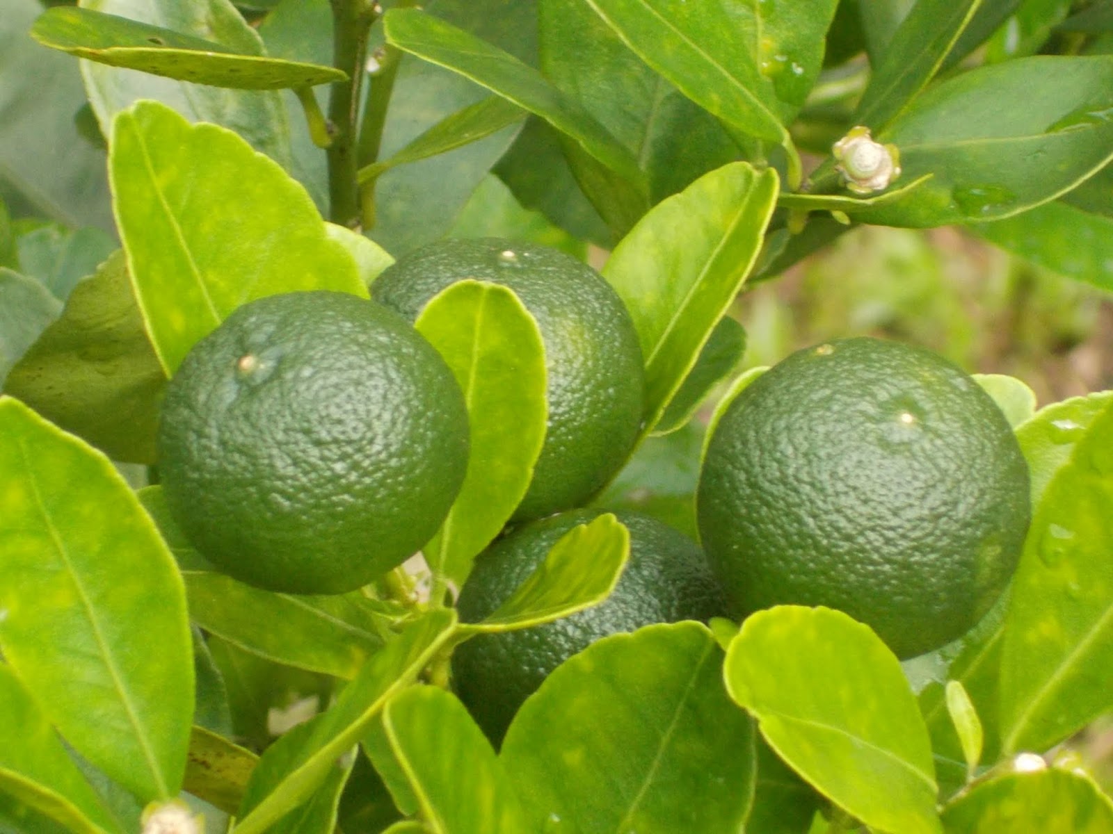 😂 Citrus microcarpa. Characterisation of calamansi (Citrus microcarpa ...