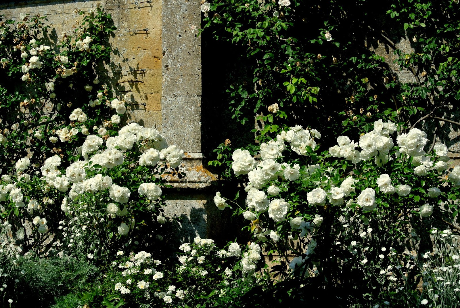 HAVETID: Engelske haver 4. del.