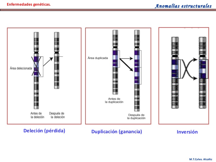 MUTACIONES GENÉTICAS: TIPOS DE MUTACIONES