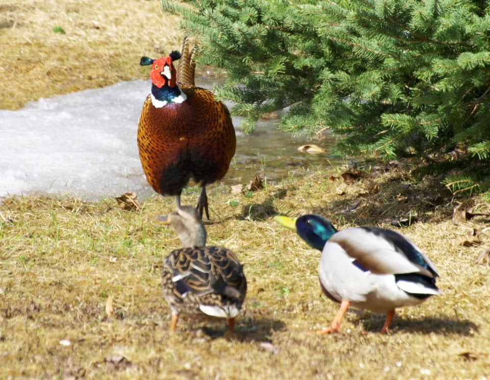 Nature Moncton Information Line: April 19 2015