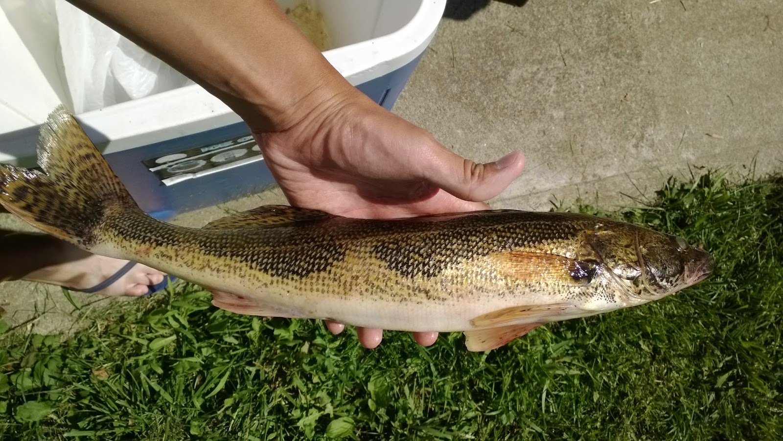 Wetting My Line On The 2015 Family Roadtrip – Keep Calm and Fly Fish