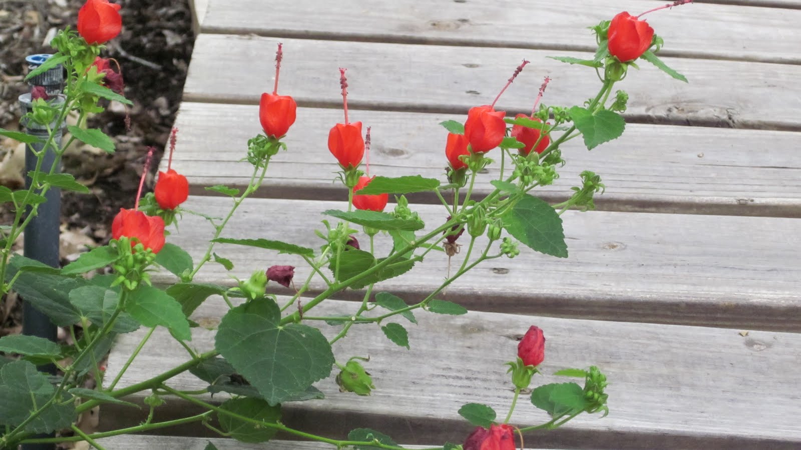 Lisa Bonassin's Garden: What's Blooming Now - Turk's Cap 09/17/2011