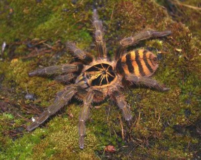 Holothele incei - Alchetron, The Free Social Encyclopedia