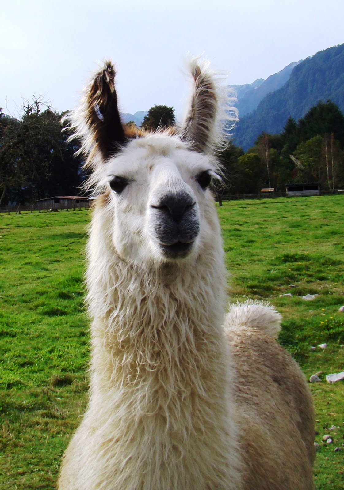 PhotoConversa: Lhama (I)