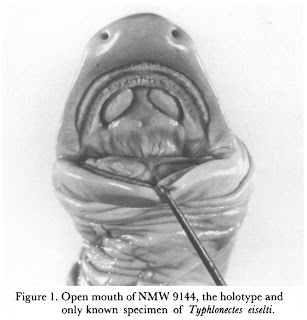 Species New to Science: [Herpetology • 1998] The largest lungless ...