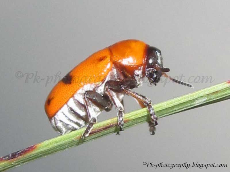 Clytra atraphaxidis | Nature, Cultural, and Travel Photography Blog