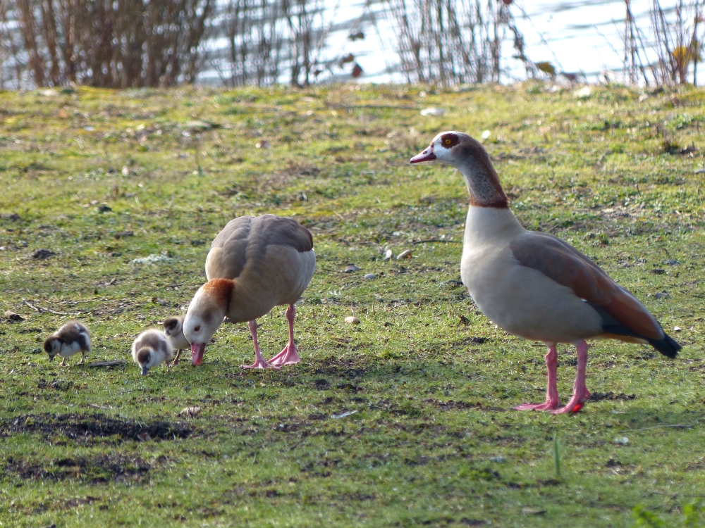 Kensington Gardens and Hyde Park birds