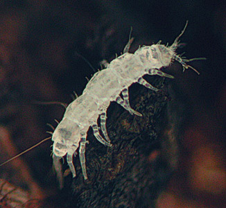 Real Monstrosities: Pauropod