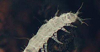 Real Monstrosities: Pauropod