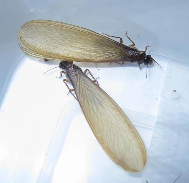 Photos and Info on Ants and Termites of Malaysia: Macrotermes Gilvus
