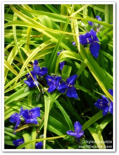 Our Little Acre: Hairy Spiderwort - A 2011 GWA Treasure!