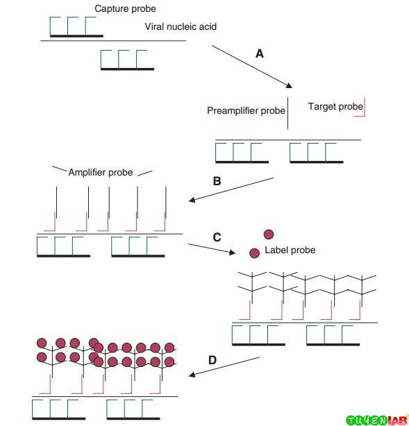 [Microbiology] Atlas about Applications of Molecular Diagnostics | Free ...