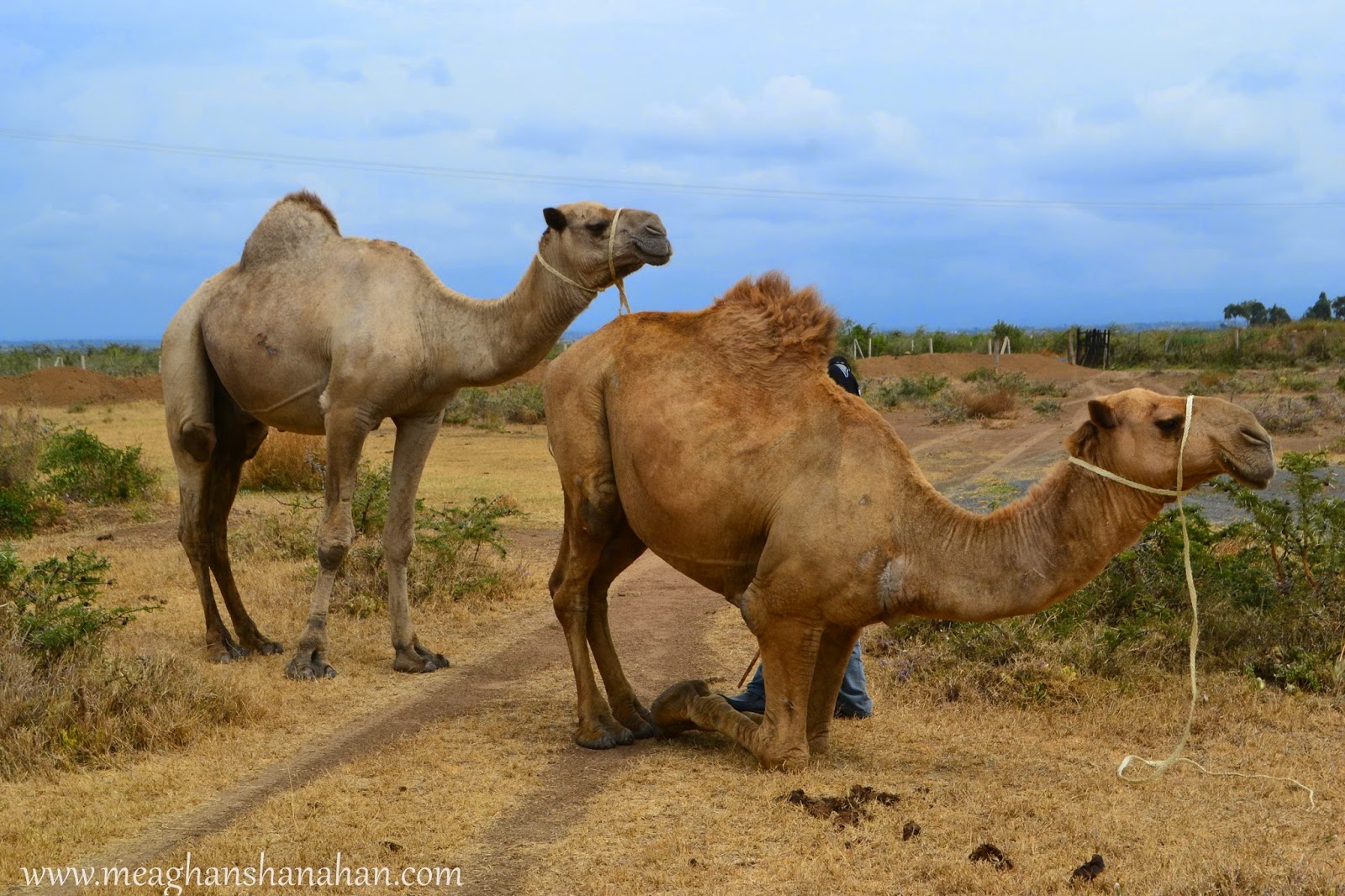 Meaghan the Mzungu: Camel Camping!