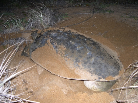 Animals of the world: Natator depressus