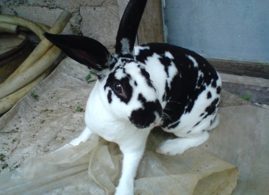 Jenis Kelinci Besar Terbaru 2017 - Tips Beternak