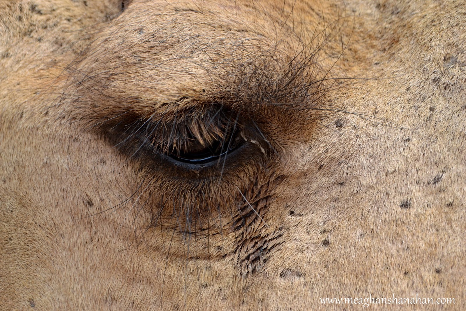 Meaghan the Mzungu: Camel Camping!