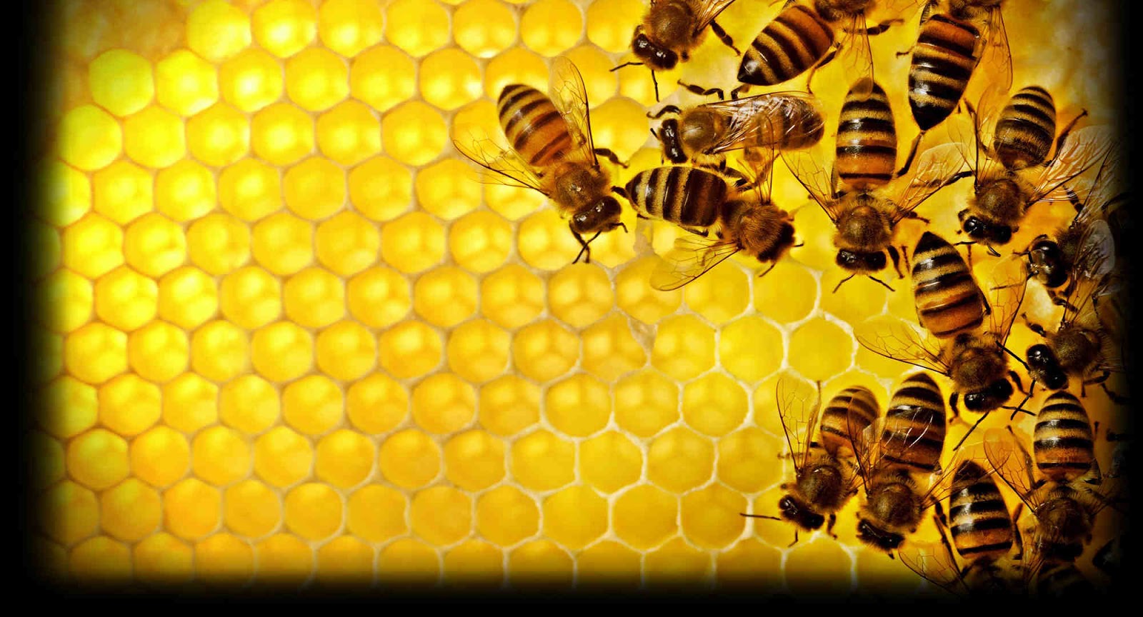 Las Abejas ~ Los Animales